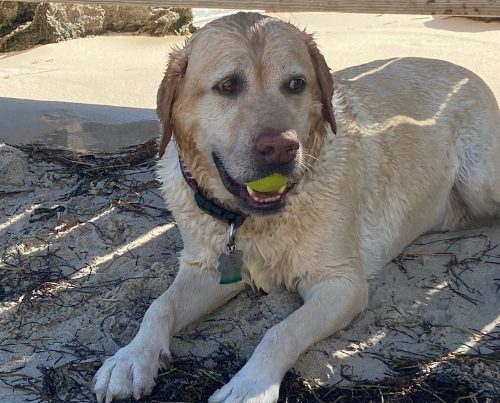 DogCation - OurKeyWest