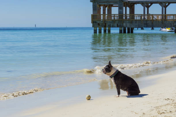 DogCation - OurKeyWest